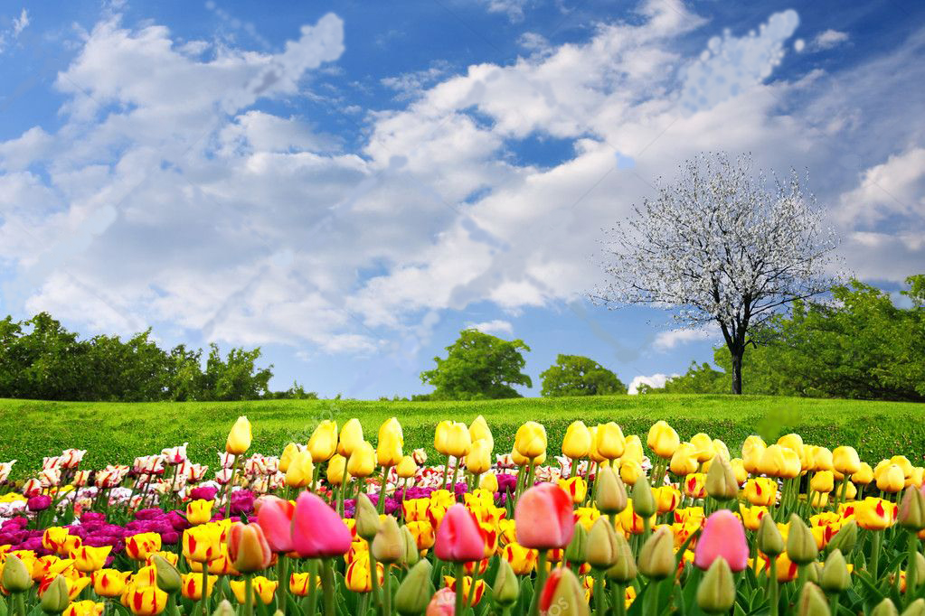 POPULAR SPRING FLOWERS FOR YOUR GARDEN - Floraganic Farms